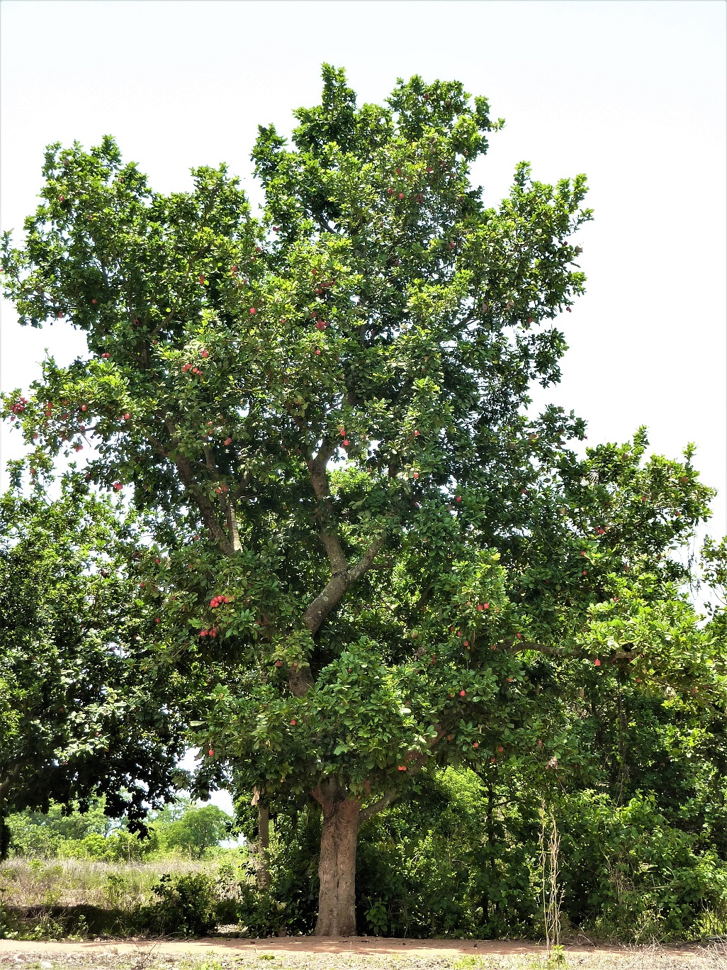 Botanique, Toxicologie - Société Francophone de Médecine Tropicale et ...